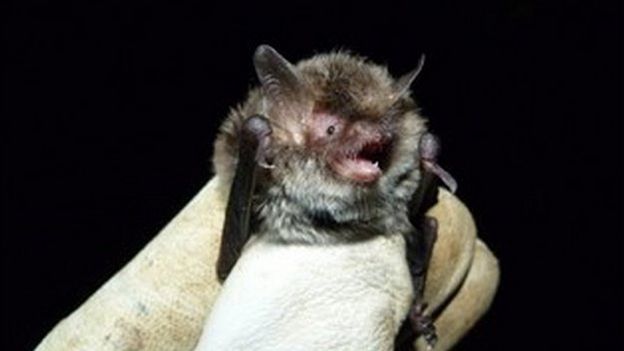 Rare tiny bat discovered in caves in Wiltshire - BBC News