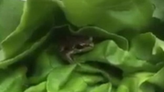 Costa Rica tree frog found in bananas at Nottingham Lidl - BBC News