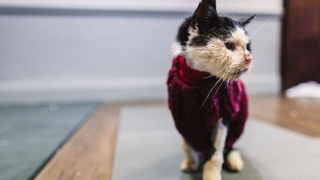 Maximus appeal: Street cat gets 'hundreds' of home offers - BBC News