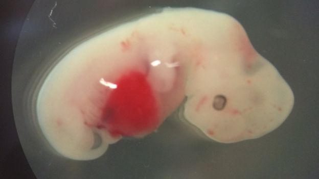 Synthetic mouse embryo develops beating heart - BBC News