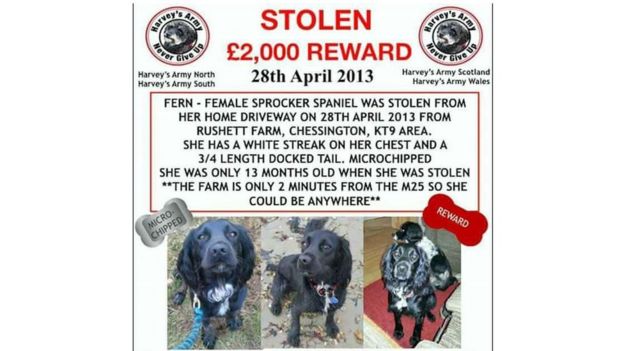 Family reunited with missing spaniel after six years - BBC News