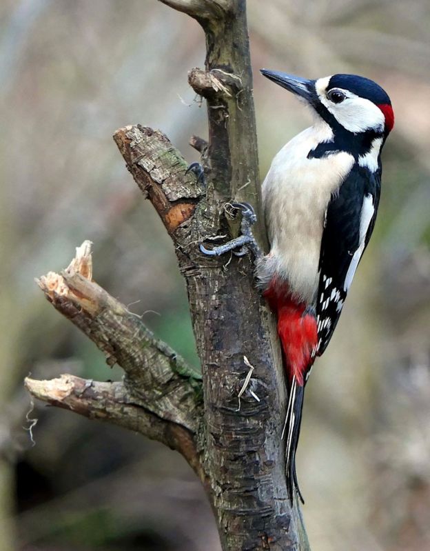 Your pictures of Scotland: 3-10 February - BBC News