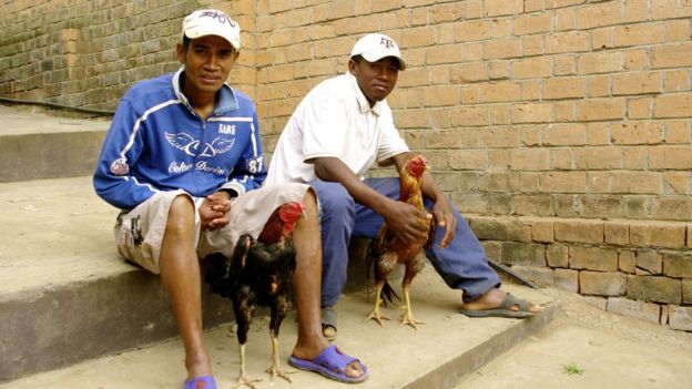 Combats de coq, un sport lucratif à Madagascar - BBC News Afrique