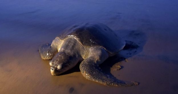 In pictures: India's sea turtles return home to breed - BBC News