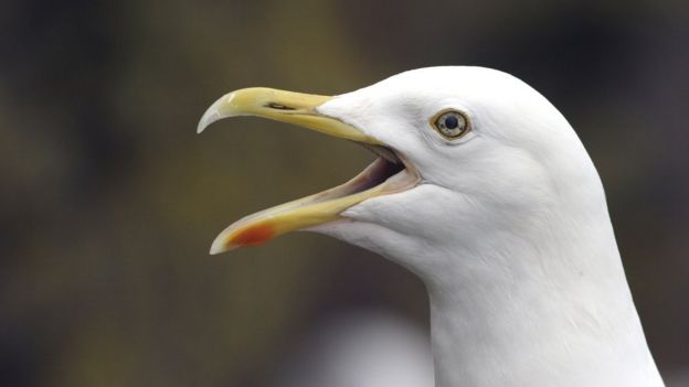 Injured seagull photographed with arrow embedded in head in Elgin - BBC ...