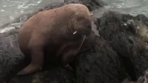 Wally the walrus 'hit by boat' after leaving Wales for France - BBC News