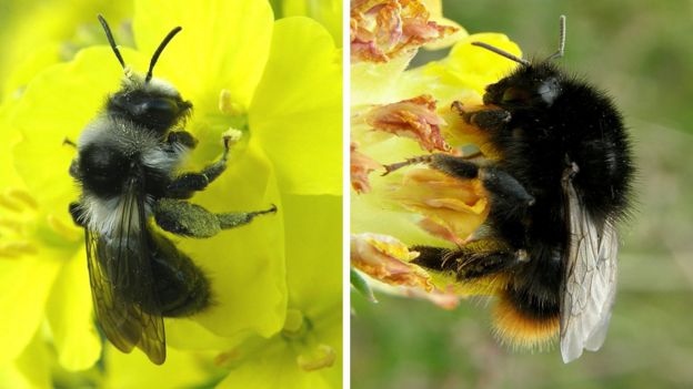 Global map of bees created in conservation first - BBC News