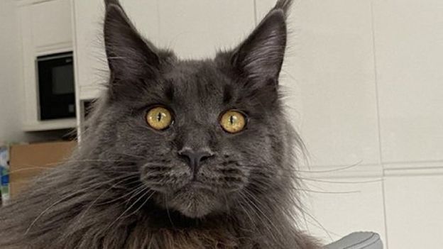 Columbo the Old Bailey cat 'sensed stardom' - BBC News