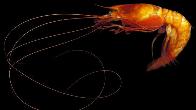 Qué es el reino abisal, el ecosistema menos conocido de la Tierra que ...