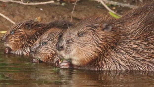 First baby beaver born on Exmoor in 400 years - BBC News