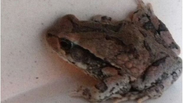 Costa Rica tree frog found in bananas at Nottingham Lidl - BBC News