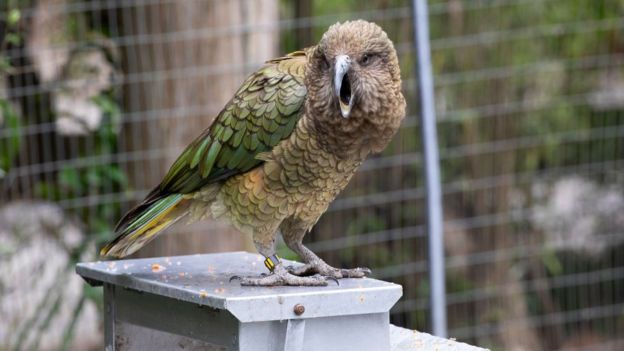 The kea parrots who can make predictions - BBC Newsround