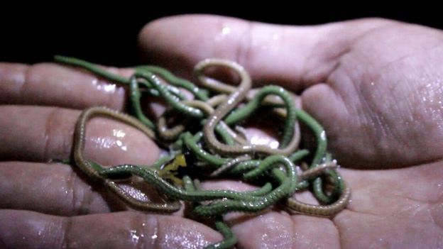 Lombok festival inspired by tale of a 'sea worm' princess - BBC News