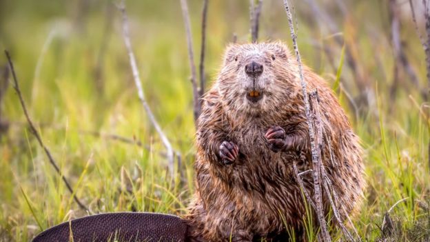 Conservation: Wales beaver release survey launched - BBC News
