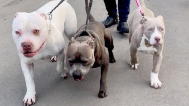 Man killed in Stonnall American bully XL attack named - BBC News
