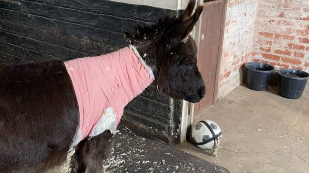 Sick Devon donkey saved by being given 24 litres of cola - BBC News