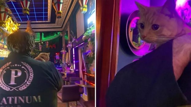 Torquay social media star cat home after three months - BBC News