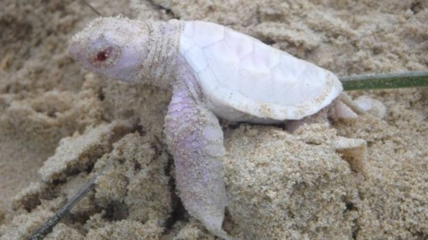 'Beautiful' albino turtle found on Australia beach - BBC News