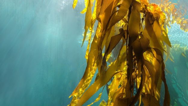 Florida seaweed bloom: What is sargassum and why are people worried ...