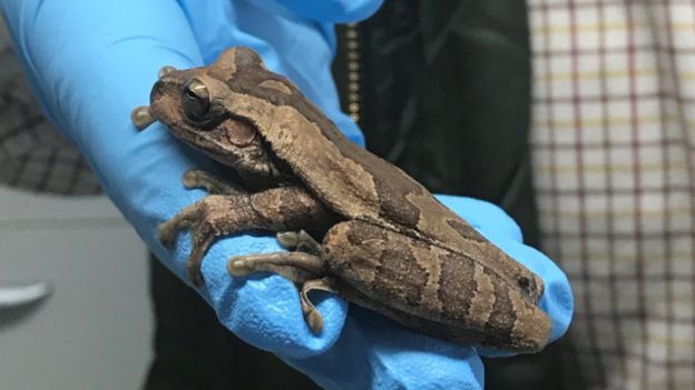 Costa Rica tree frog found in bananas at Nottingham Lidl - BBC News