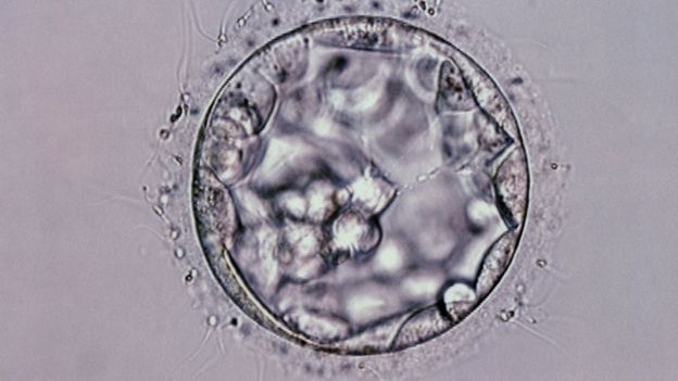 Synthetic mouse embryo develops beating heart - BBC News