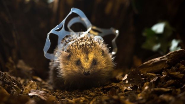 How is litter affecting the UK's animal population? - BBC Newsround