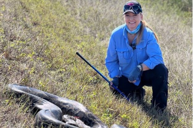 US snake hunters fight pythons big enough to devour gators - BBC News