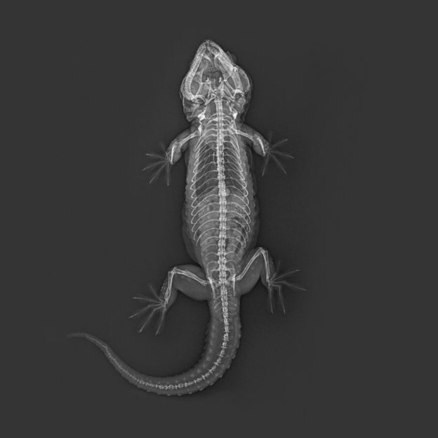 ZSL London Zoo shares animal X-rays - BBC News