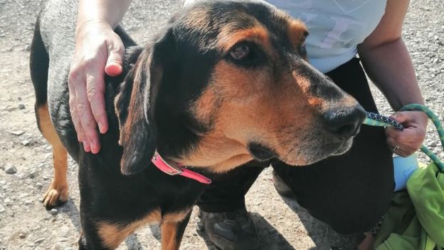 Lost dogs: The team reuniting pooches with their owners - BBC News