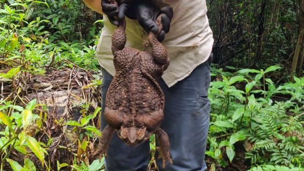 Australia's 'Toadzilla': Record-breaking cane toad found in Queensland - BBC News