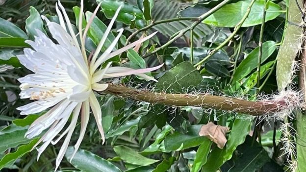 Cambridge moonflower: Rare bloom flowers again - BBC News