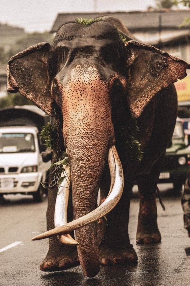 මෑත ඉතිහාසයේ ශ්‍රී ලාංකිකයන් අතර වඩාත් ආදාර ගෞරවයට පාත්‍ර වූ ඇත් රජු ...