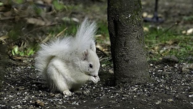 'Extremely rare' white squirrel spotted near Dunkeld - BBC News