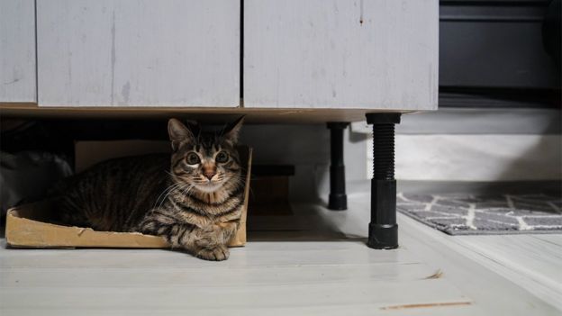 Parasite: The real people living in Seoul's basement apartments - BBC News