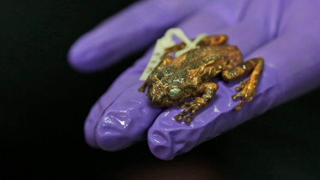 'Extinct' tree frog rediscovered in India after 137 years - BBC News