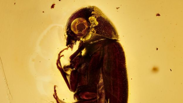 Stunning photos of the ancient insects caught in amber - BBC Newsround