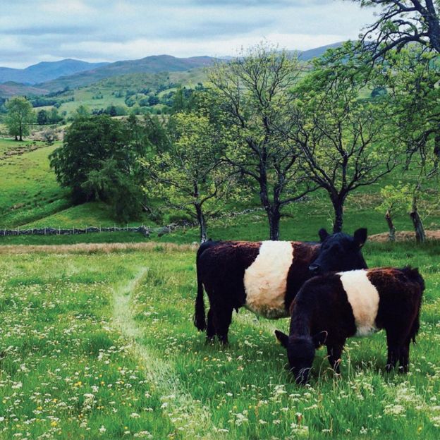 'The year city-dwellers needed my photos of country life' - BBC News