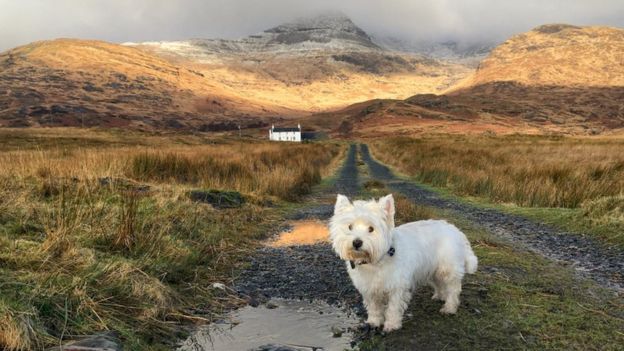 Meet Scotland's 'most well-travelled dog' - BBC News