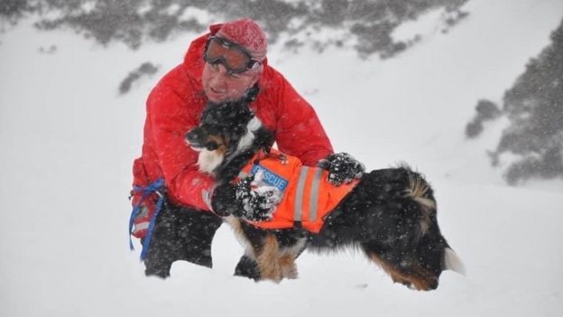 Lake District's awarding-winning mountain rescue dog Skye the border ...