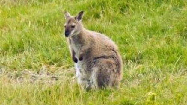 Why kangaroo culling divides Australia - BBC News