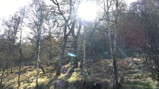 Tapping the potential of birch water - BBC News