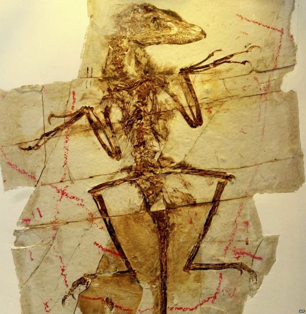 Why we like to believe that dinosaurs were scaly - BBC News