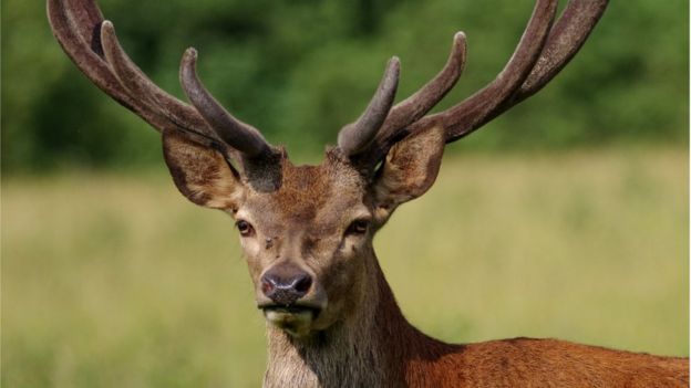 The NI deer population are 'sensitive creatures, easily spooked' - BBC News