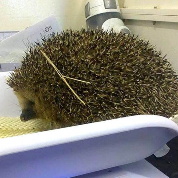 'World's fattest hedgehog' placed on diet and exercise regime - BBC News