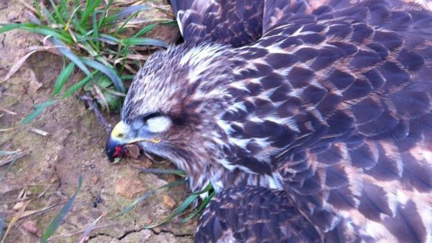 Nearly 500 attacks on birds of prey in five years - BBC News