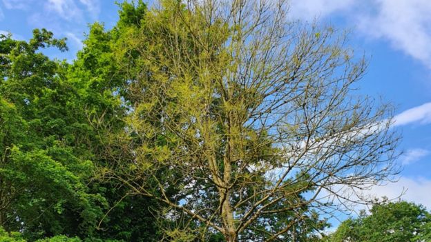 Ash sawfly: Invasive insect threatens NI's native trees - BBC News