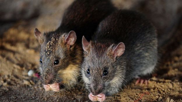 Thousands of rats invade southern Myanmar villages - BBC News