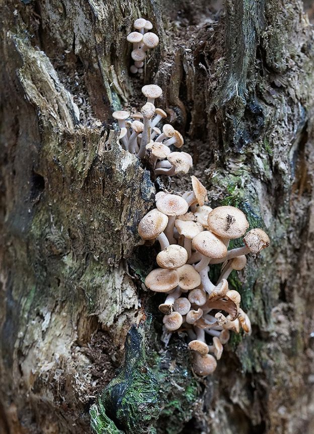 Your pictures: Decay - BBC News