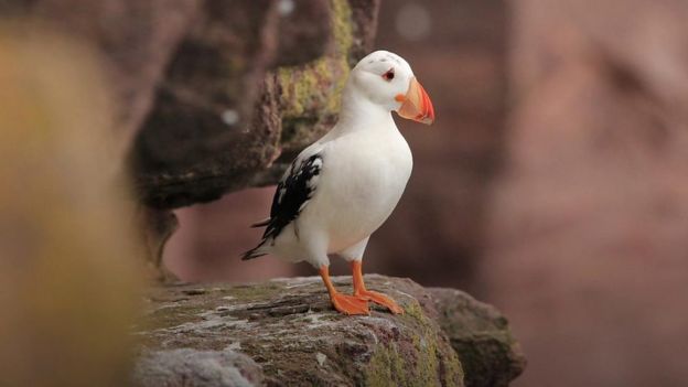 Wildlife photography: Magic of Skomer's puffins captured - BBC News