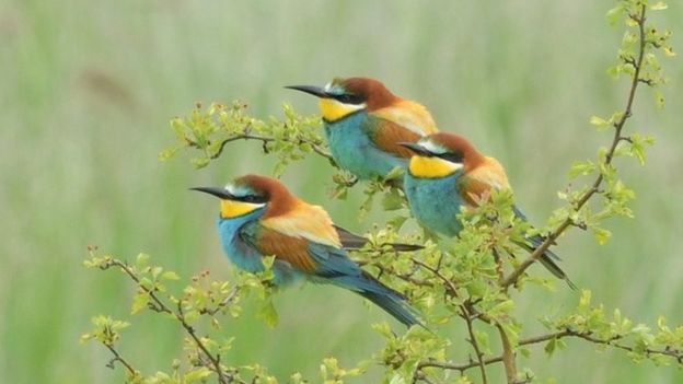 Bee-eaters in Norfolk 'worrying sign of climate change' - BBC News